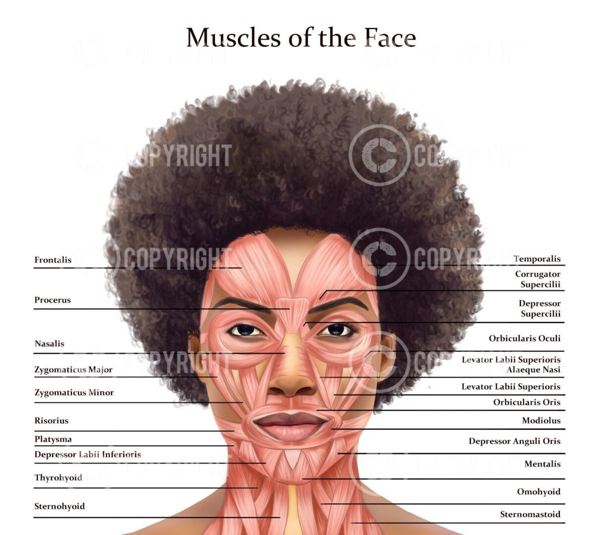 Muscles of the Face and Neck Lisa Digital Download | Nita McEvoy