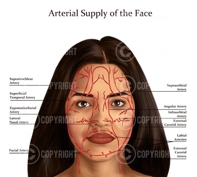Arterial Supply Face Shana Digital Download | Nita McEvoy