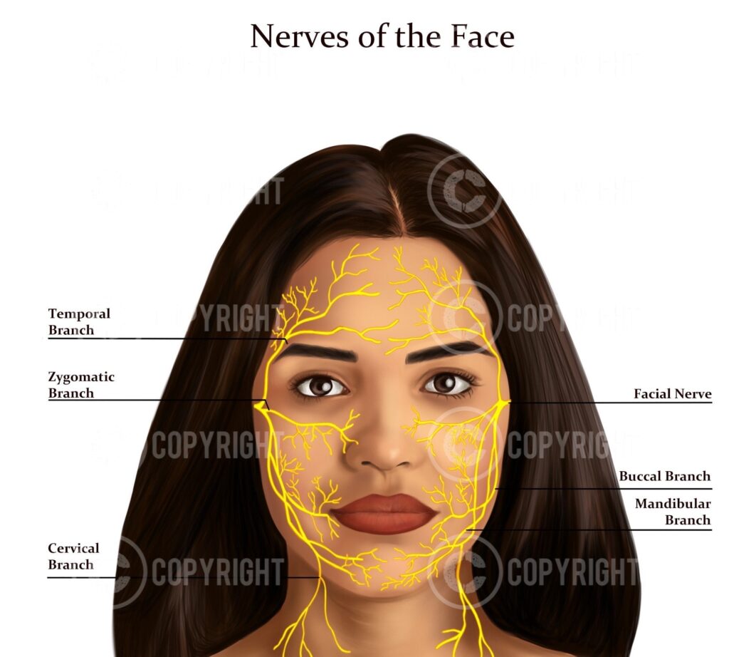 Nerves of The Face Shana Digital Download | Nita McEvoy