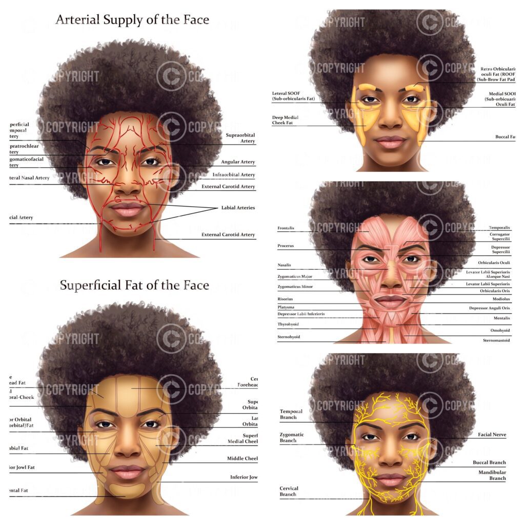 Facial Anatomy Bundle Lisa Digital Download | Nita McEvoy