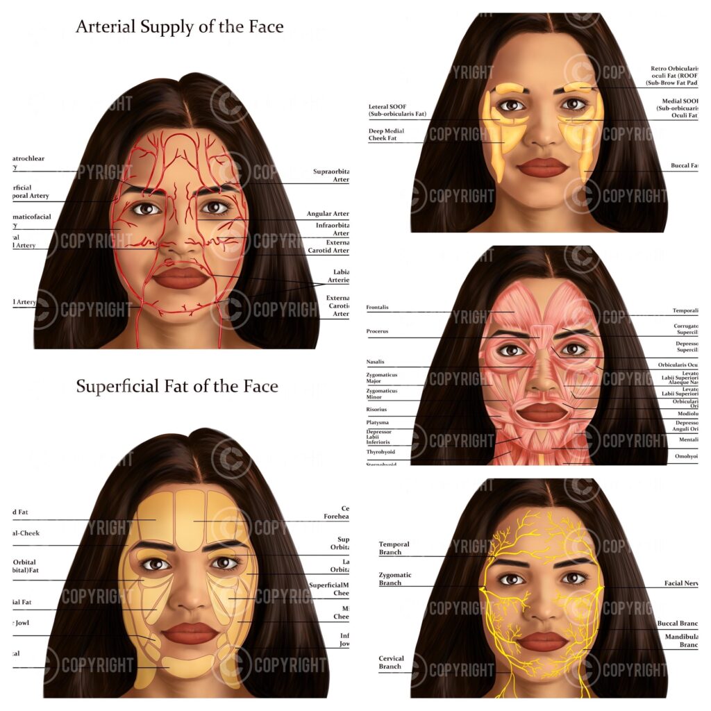 Facial Anatomy Bundle Shana Digital Download | Nita McEvoy