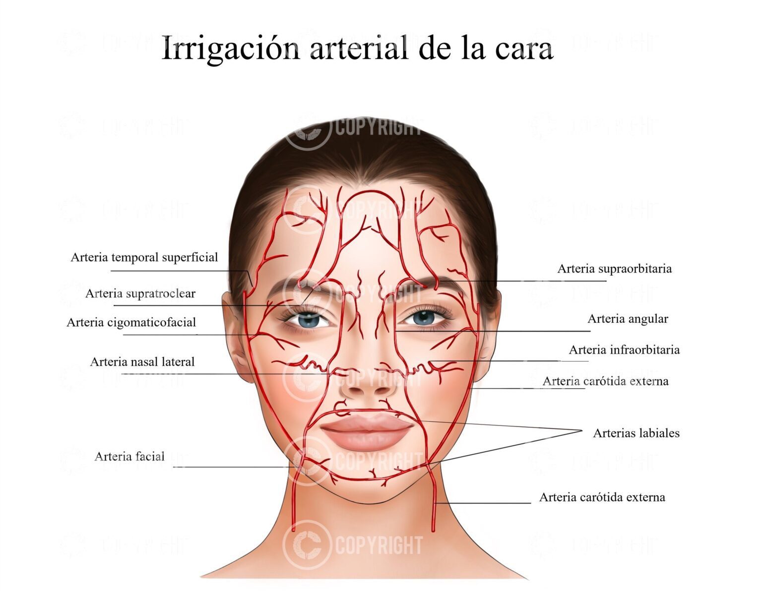 Paquete de anatomía facial Descarga digital | Nita McEvoy