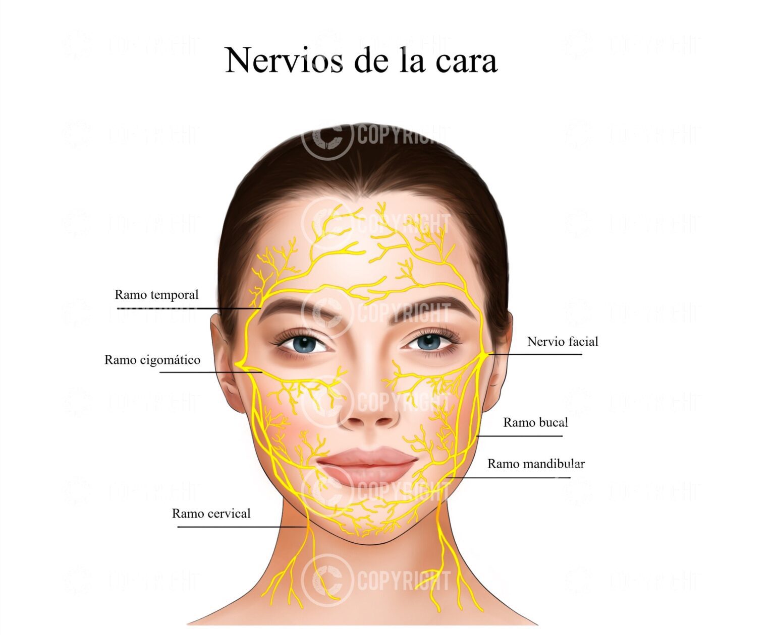 Anatomía facial | Nervios de la cara | Práctica Estética | Anatomía ...