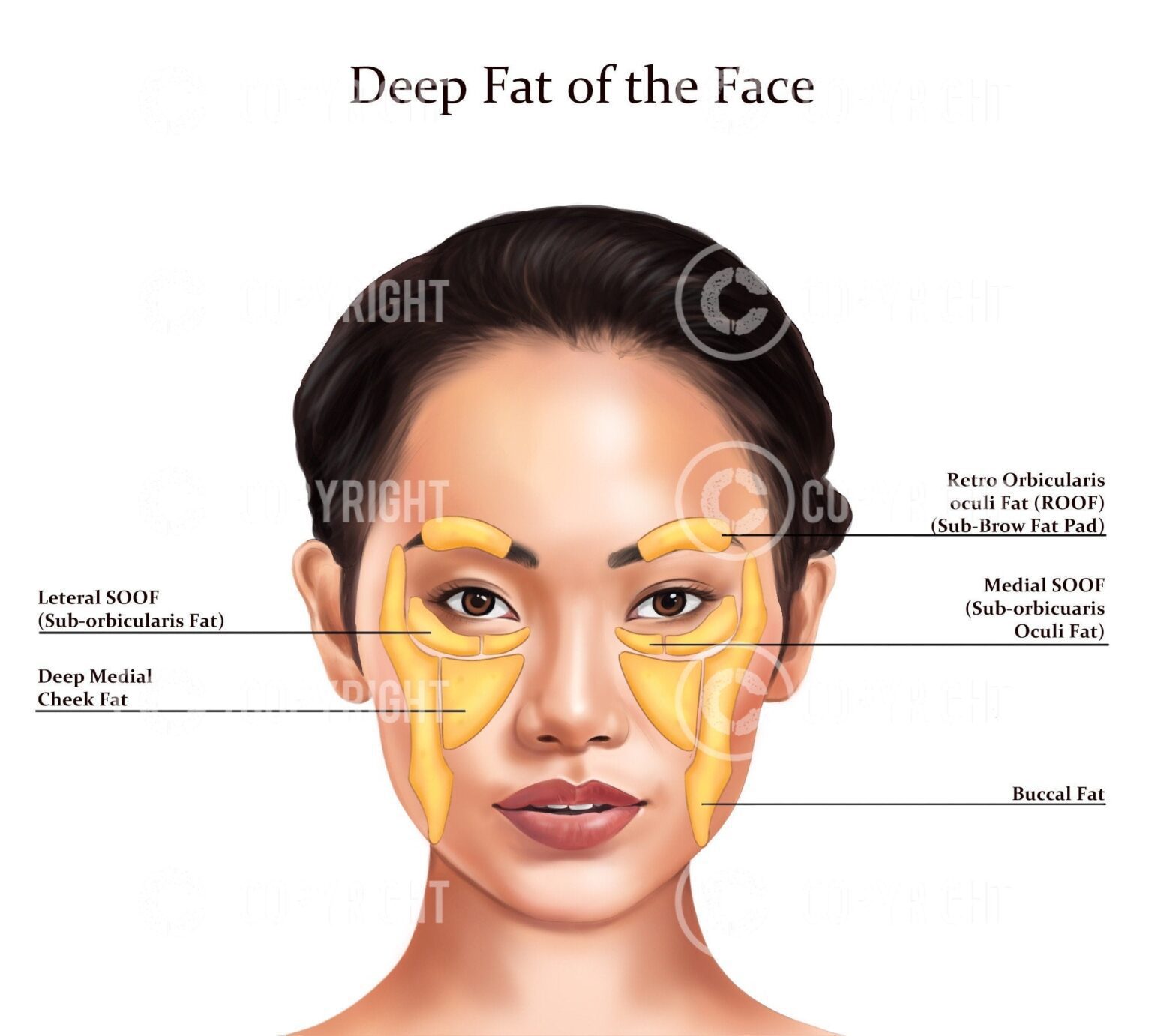 Deep Fat Pads the Face Sakura Digital Download | Nita McEvoy